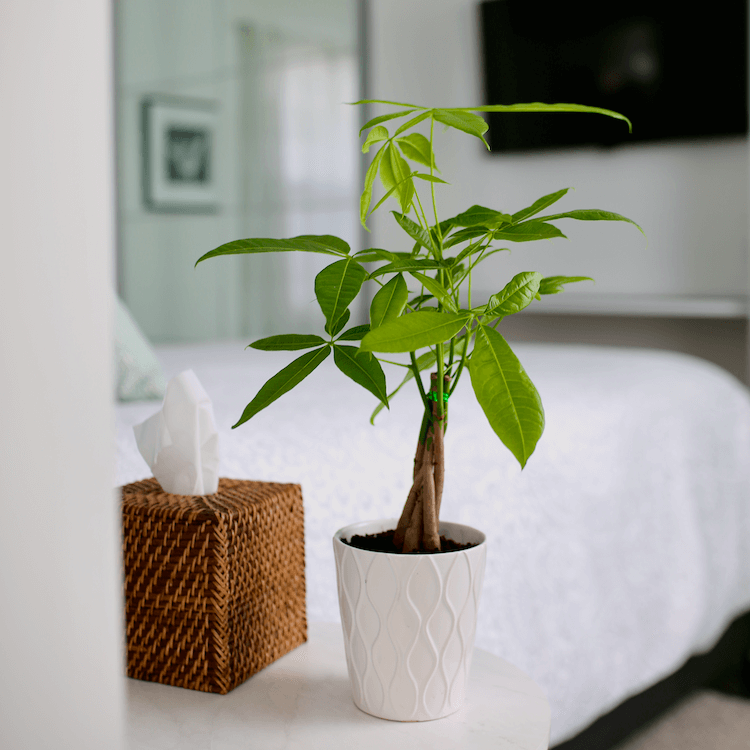 Repotting Money Tree Dying Meghann Stuckey